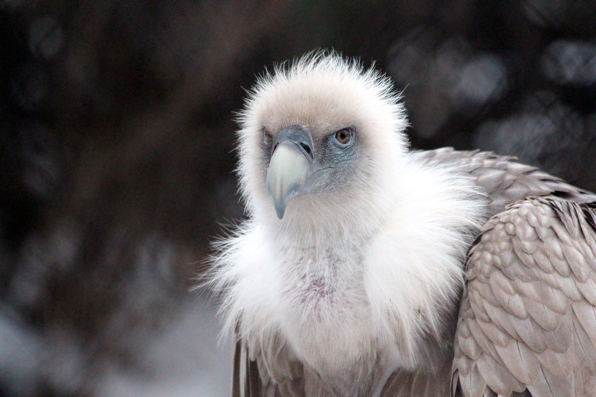 Himalayan Griffon The Largest Gyps Vulture - Treks and Trails India
