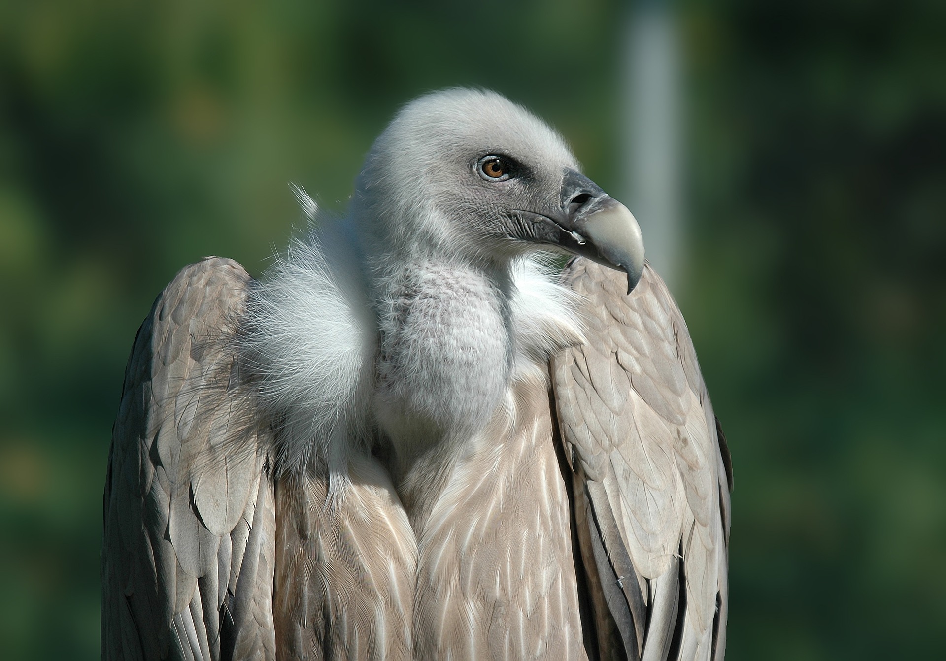 Himalayan Griffon The Largest Gyps Vulture - Treks and Trails India